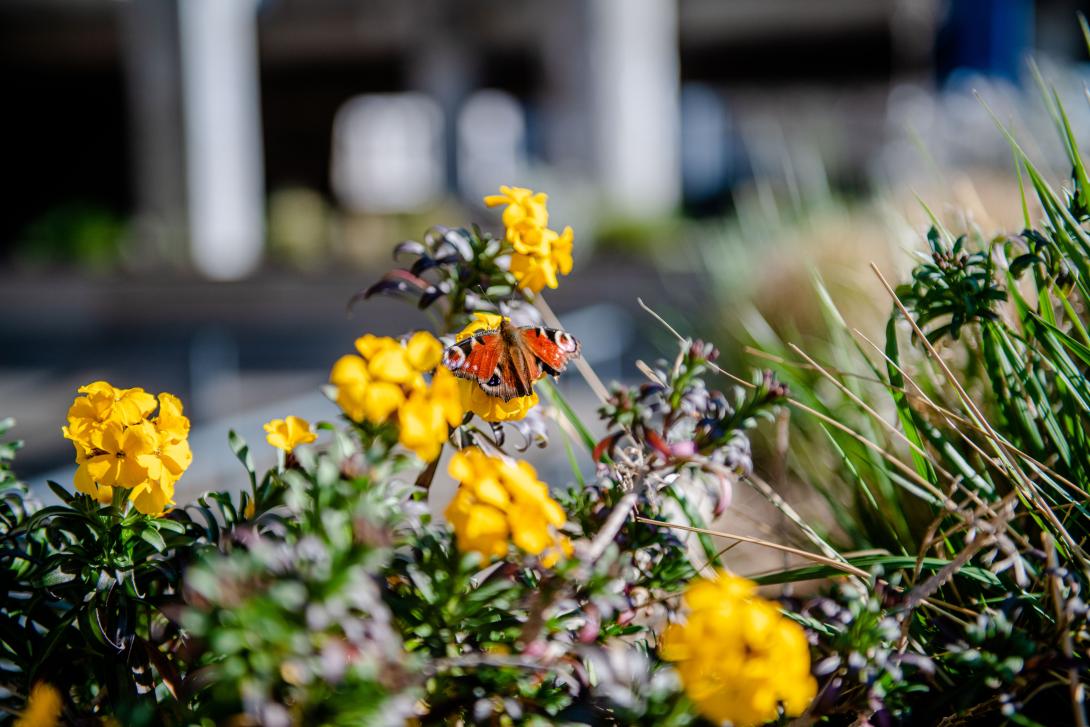 Der Asta lädt zur Green Week ein | Newsportal - Ruhr-Universität Bochum