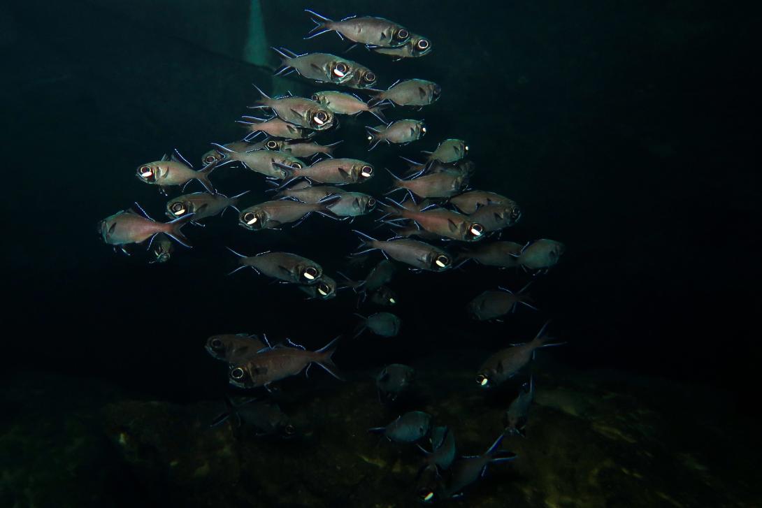 How flashlight fish communicate with light signals in the school ...