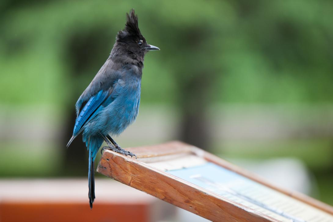 What it means when animals have beliefs | Newsportal - Ruhr-Universität ...